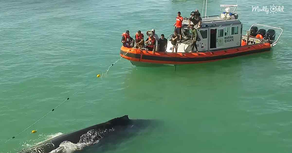 Rescuers spend 4 hours freeing hopeless Humpback whale tangled in a net