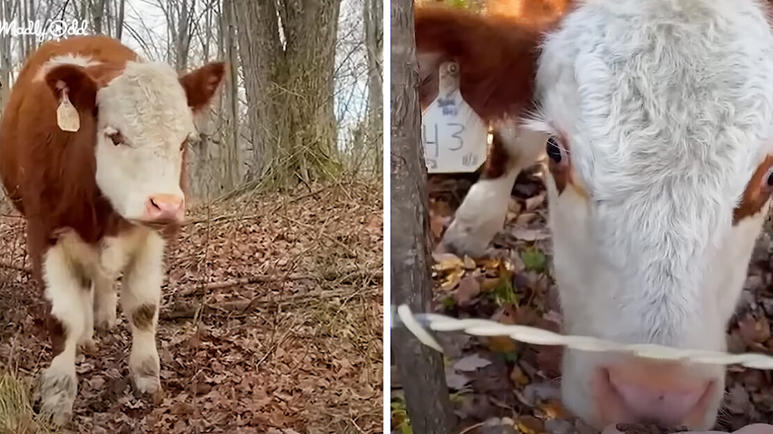 Andrea Bocelli and the Muppets team up to sing unique rendition of ...