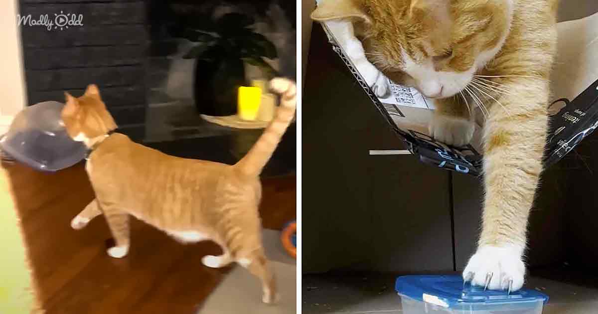 Tabby cat obsessed with Tupperware gets a special delivery