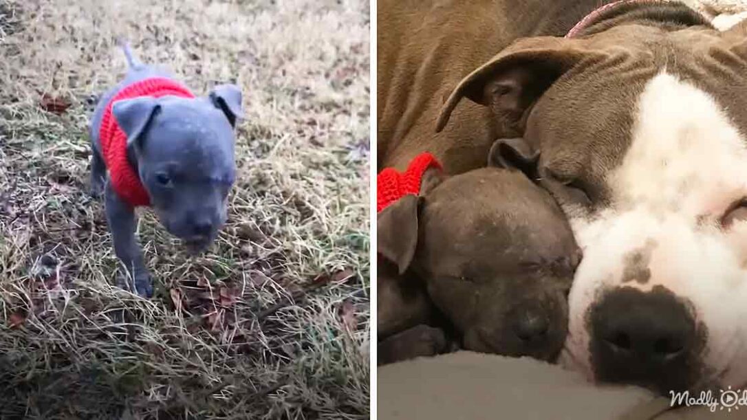 Robin Williams and Johnny Carson are hilarious in this 'Tonight Show ...