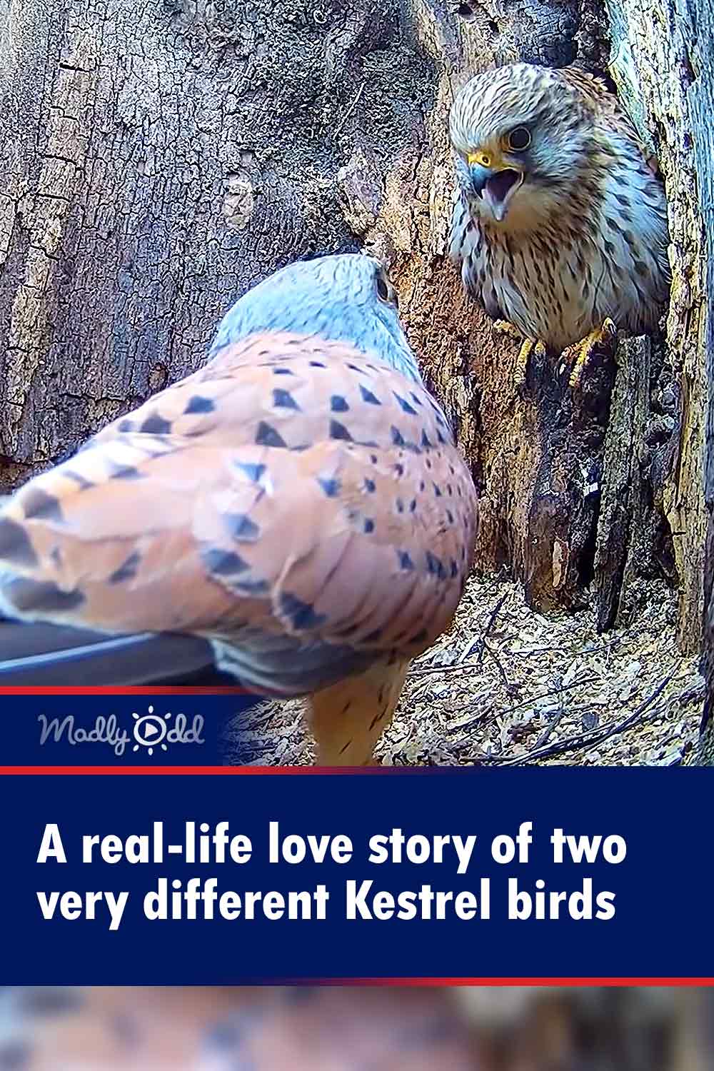 A real-life love story of two very different Kestrel birds – Madly Odd!