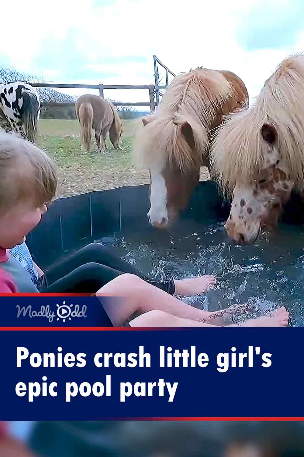 Ponies crash little girl’s epic pool party