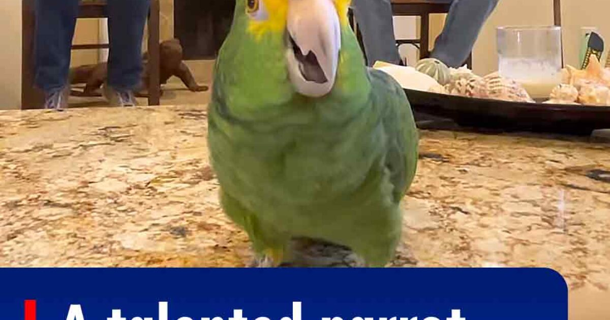 A talented parrot sings Bob Dylan’s “Knockin’ on Heaven’s Door”