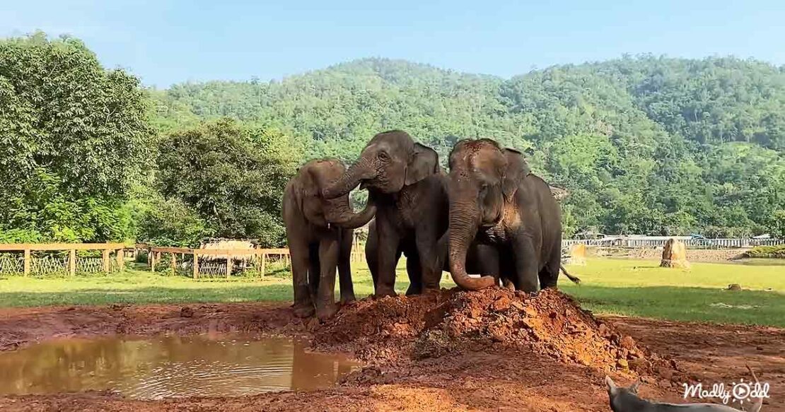 After years apart, elephant experiences joyful reunion with her half ...