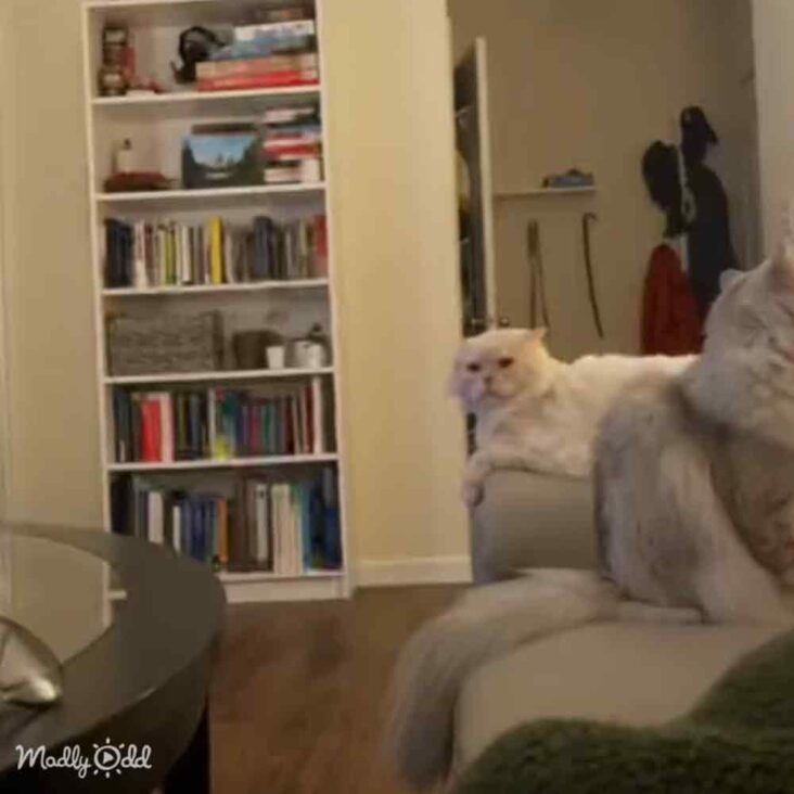 Cat reacting to a lion on TV is the dose of cuteness you need – Madly Odd!