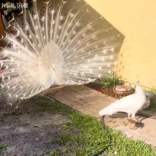 Male peacock’s flirting attempts are foiled by Mom’s funny reaction ...