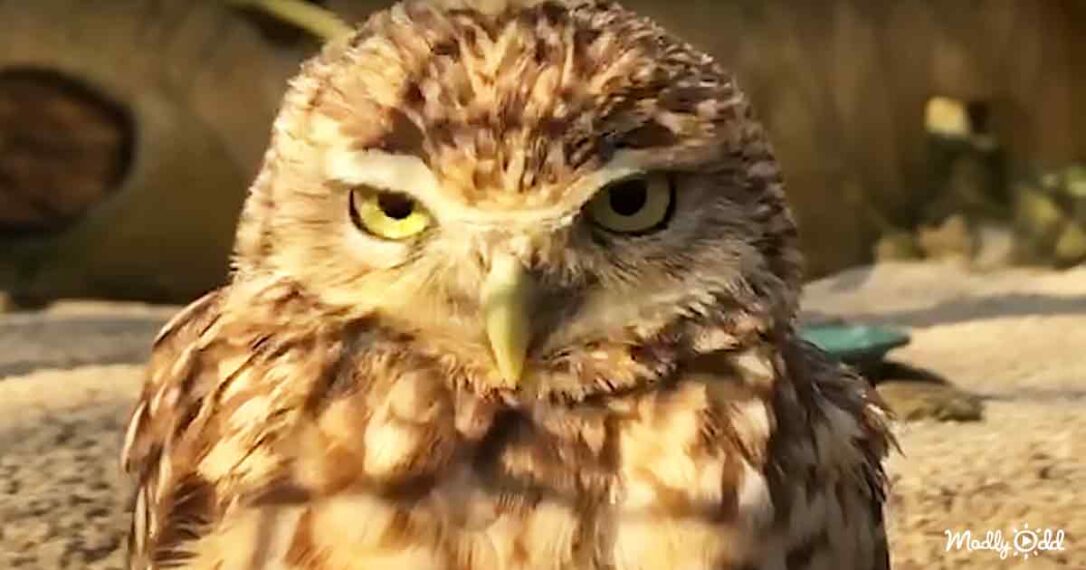 Man films very intelligent owls to see what they do when nobody’s ...