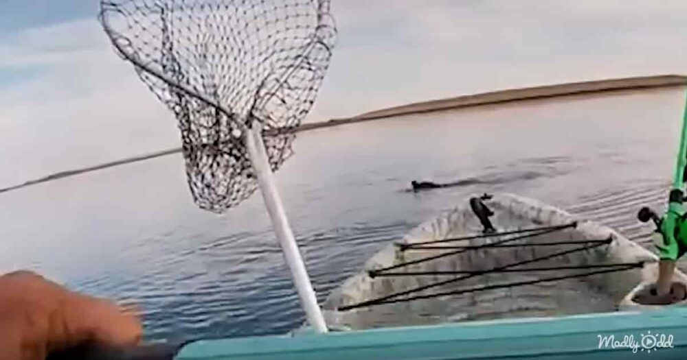 Man gently rescues bird tangled in old fishing line – Madly Odd!