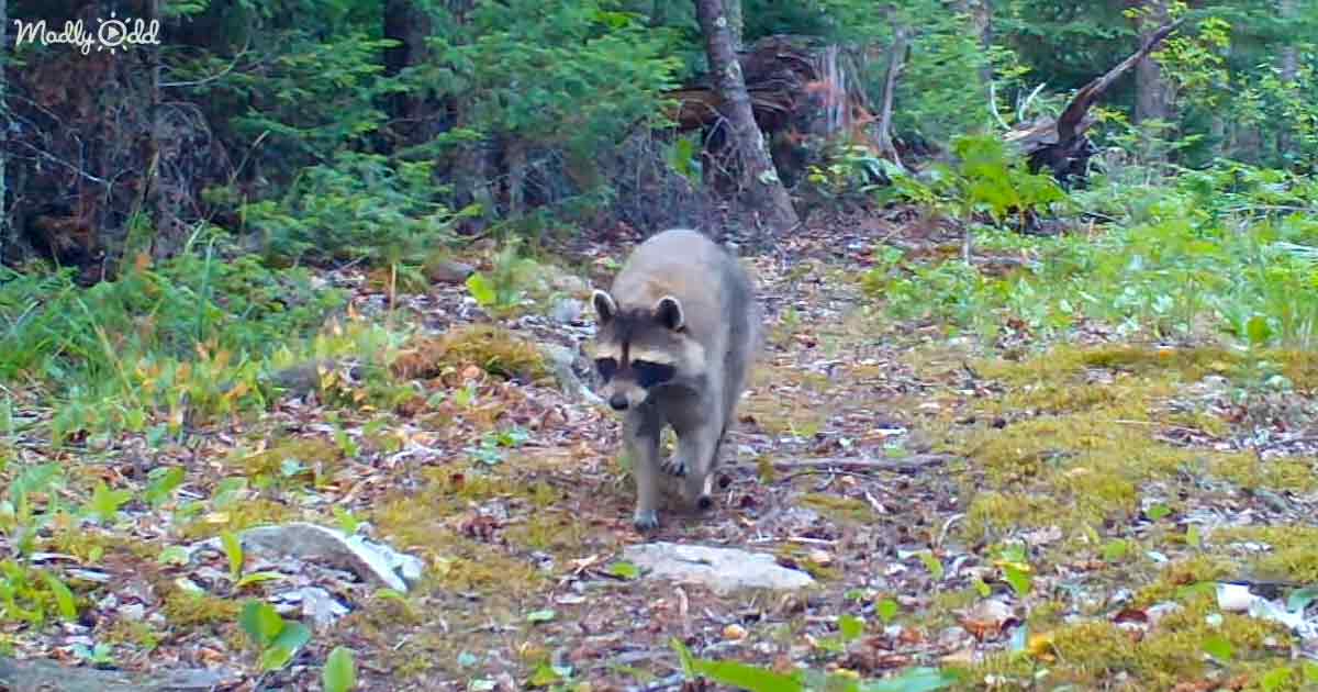 Trail camera captures an amazing parade of animals crossing a forest ...
