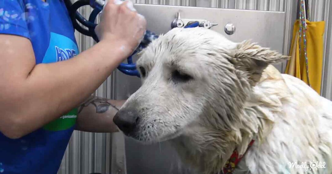 Deaf senior dog who never knew love lives alone by the freeway