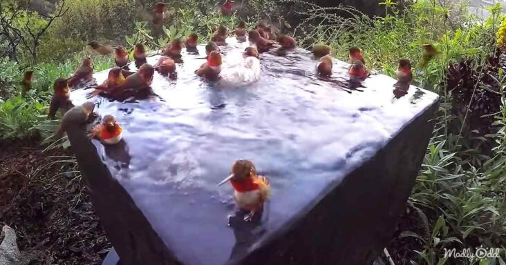 Epic hummingbird pool party – Madly Odd!