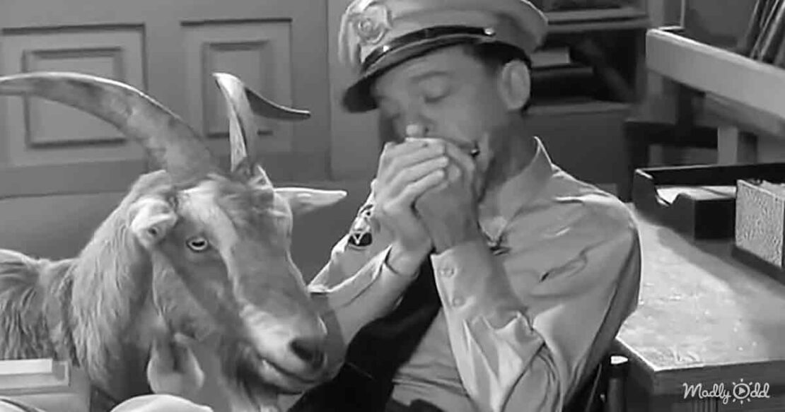 Hilarious ‘Goat Full of Dynamite’ Episode on ‘The Andy Griffith Show ...