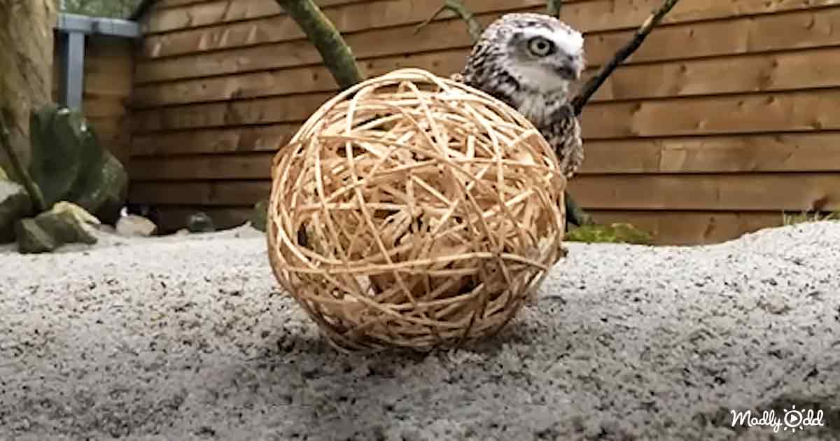 Man films very intelligent owls to see what they do when nobody’s ...
