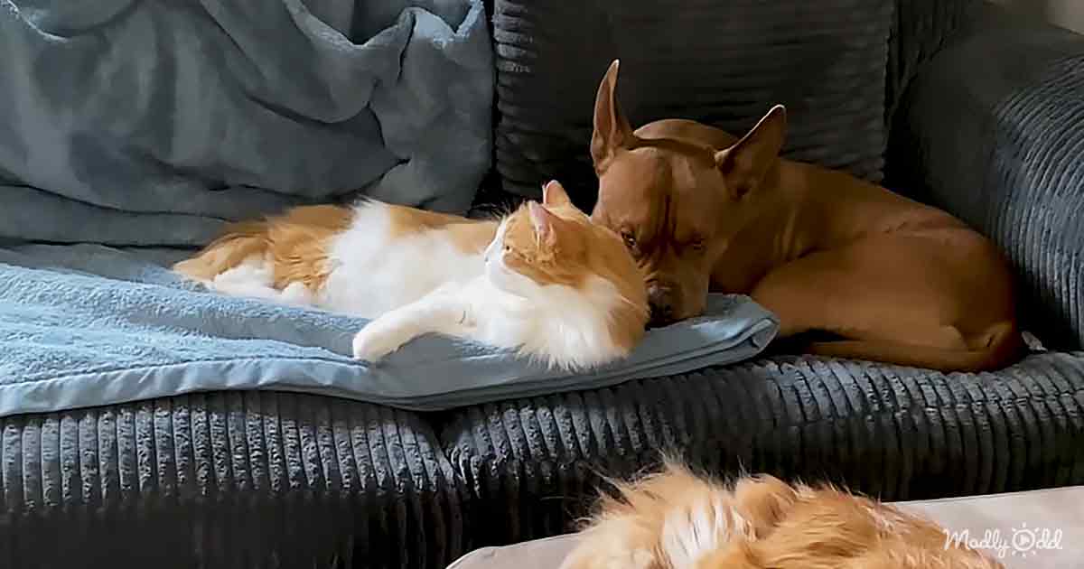 Playful Pittie living with kitty siblings thinks he is a cat – Madly Odd!