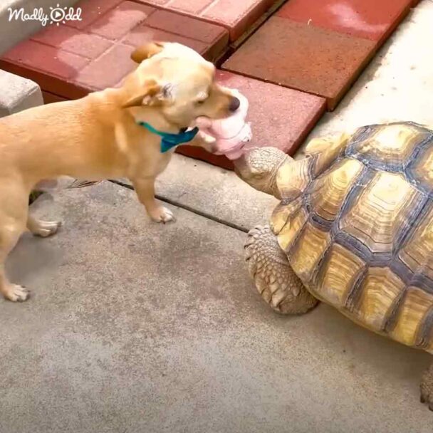 Puppy brings his favorite toys to his tortoise friend everyday – Madly Odd!