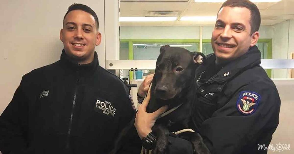 Scared, abandoned dog is rescued from the rain by caring cop – Madly Odd!