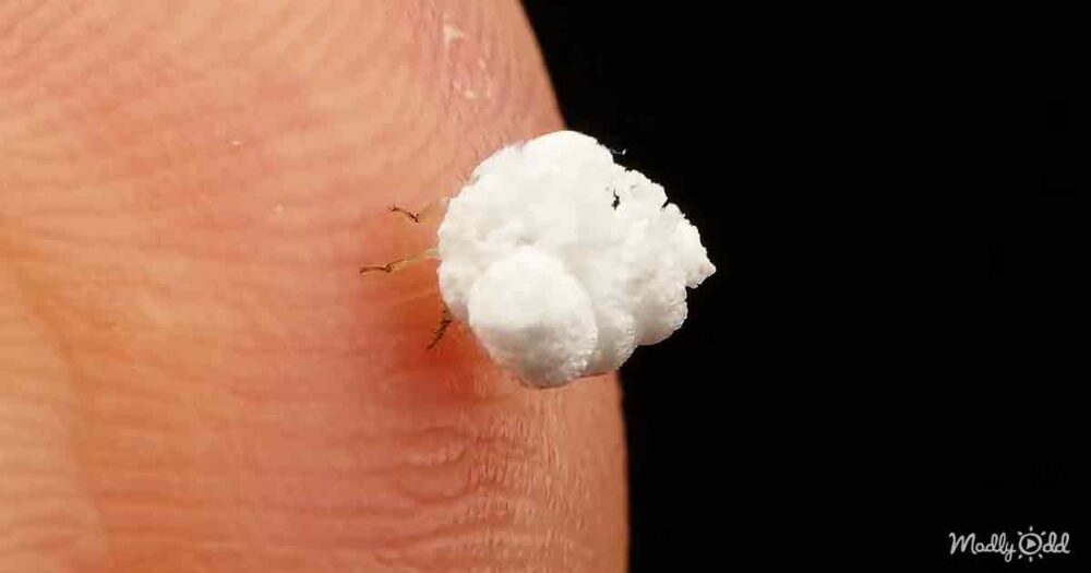 This adorable fluffy insect looks like a walking piece of popcorn ...