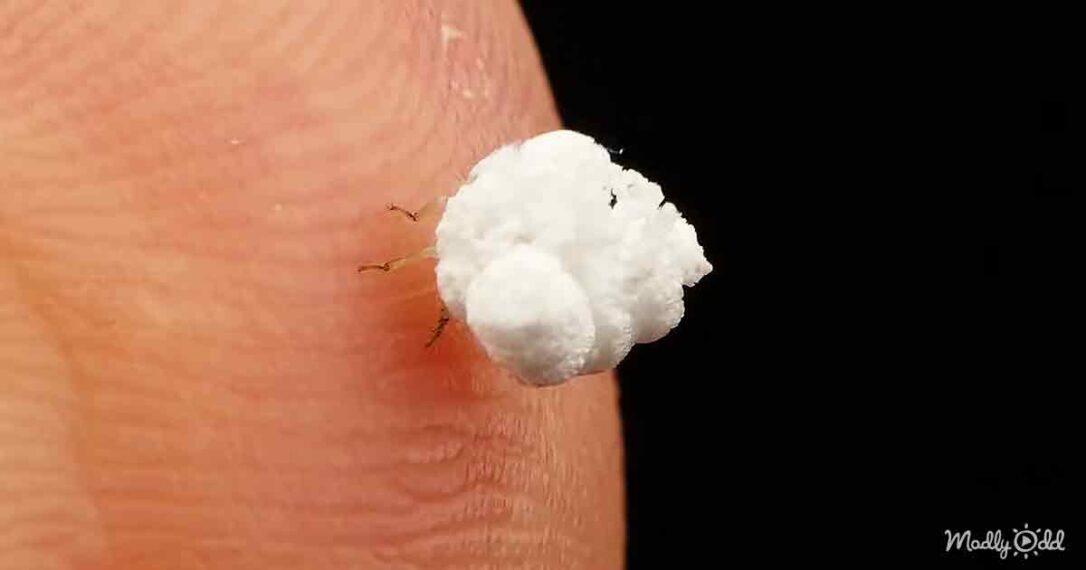 This adorable fluffy insect looks like a walking piece of popcorn ...