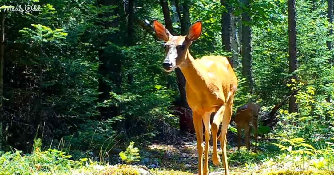 Trail camera captures an amazing parade of animals crossing a forest ...