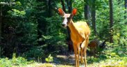 Trail camera captures an amazing parade of animals crossing a forest ...