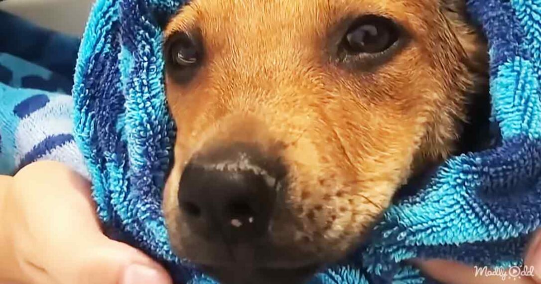 Woman wakes up and spends her whole day saving stray dogs – Madly Odd!