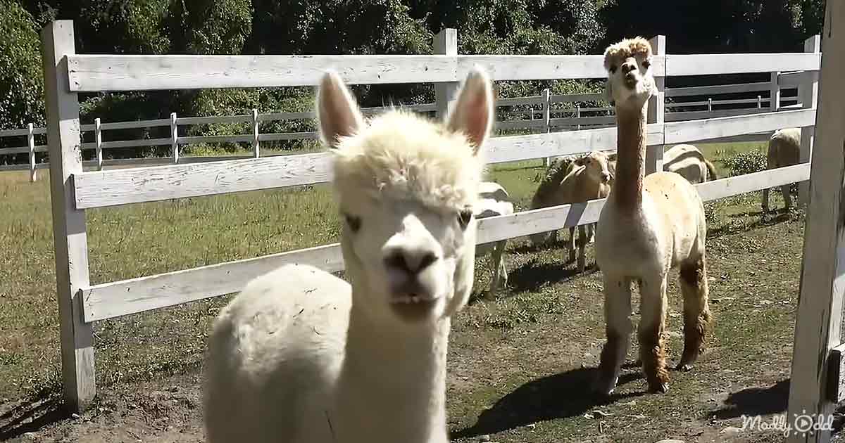 Caring Alpaca becomes a bodyguard for his ailing buddy – Madly Odd!