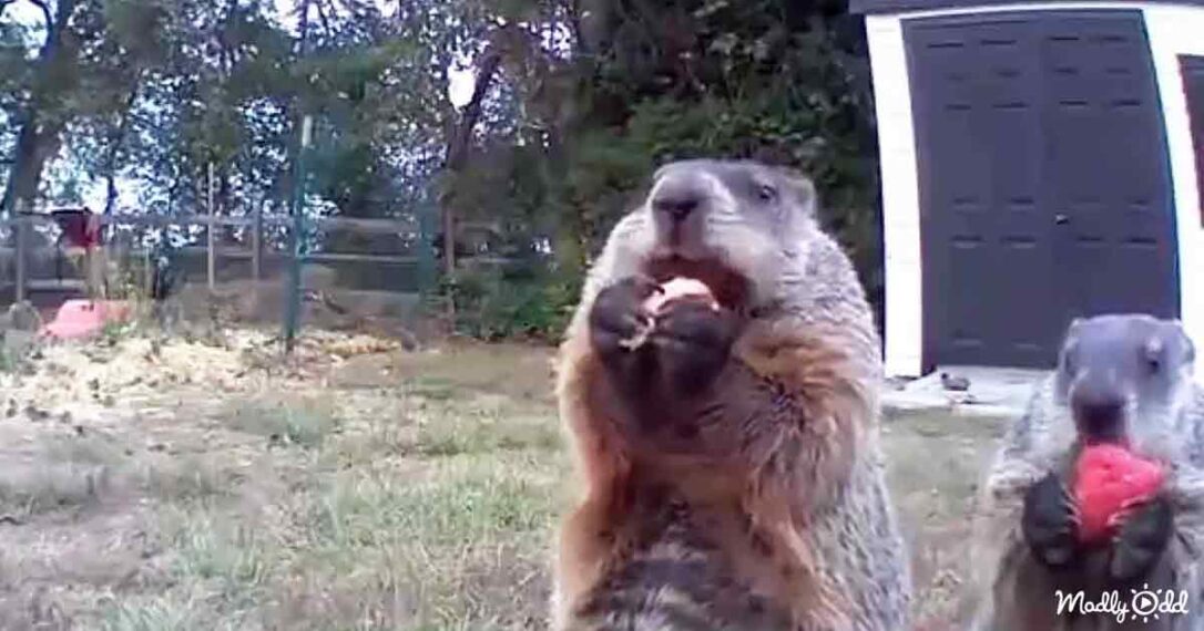 Groundhog eats farmer’s crop in front of his security camera – Madly Odd!