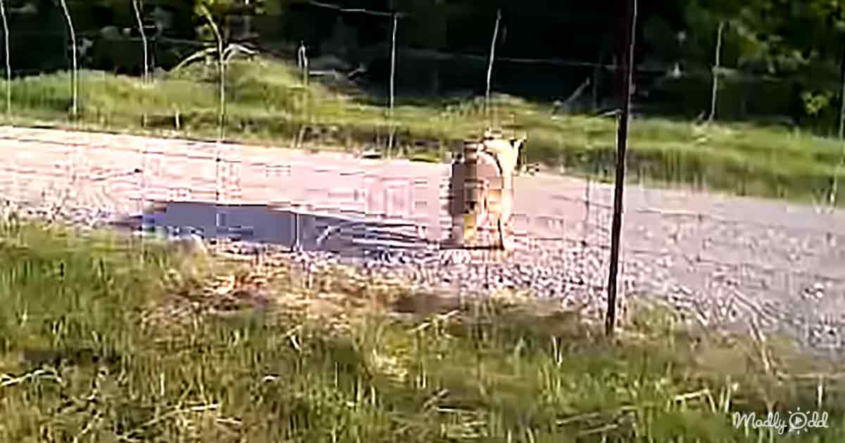 Helpless wolf trapped in a fence – Brave men decide to rescue – Madly Odd!