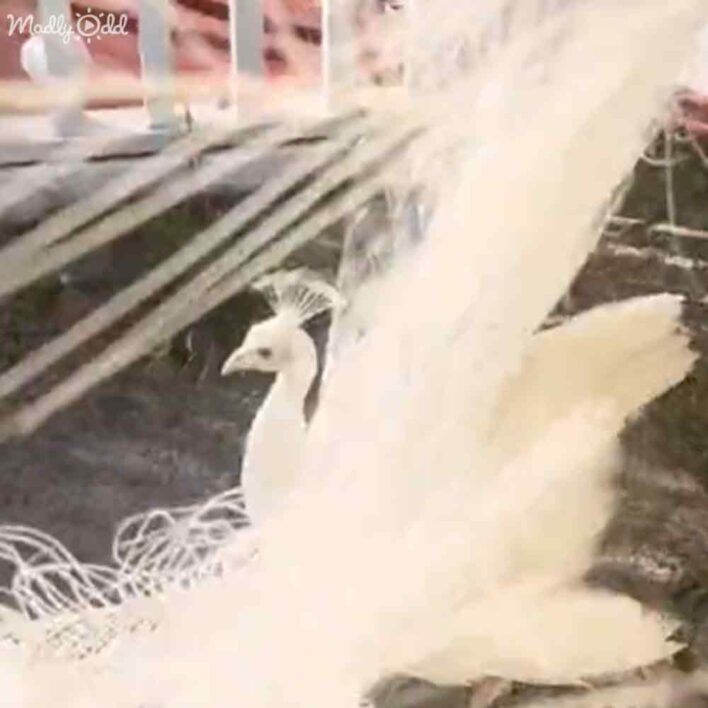 Male peacock’s flirting attempts are foiled by Mom’s funny reaction ...