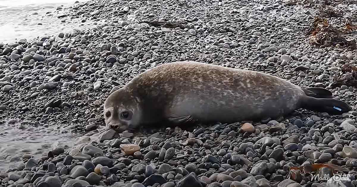 Orphaned baby seal finds his way back to the ocean – Madly Odd!
