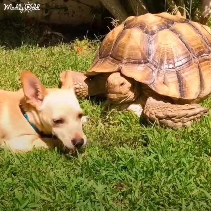Puppy brings his favorite toys to his tortoise friend everyday – Madly Odd!
