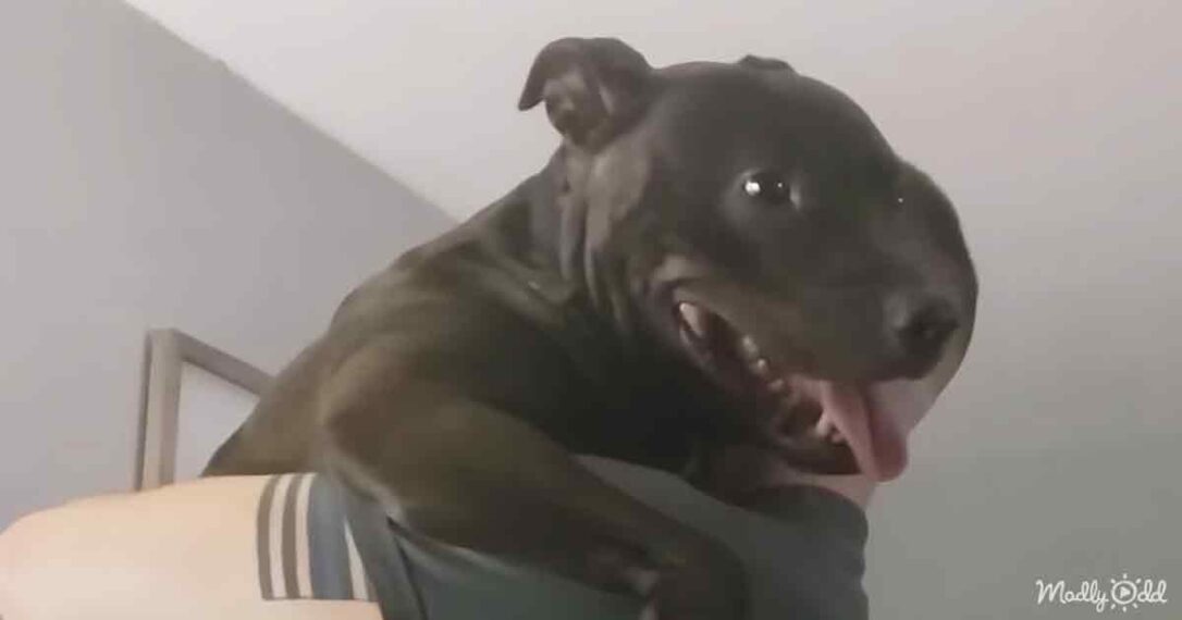 Scared, abandoned dog is rescued from the rain by caring cop