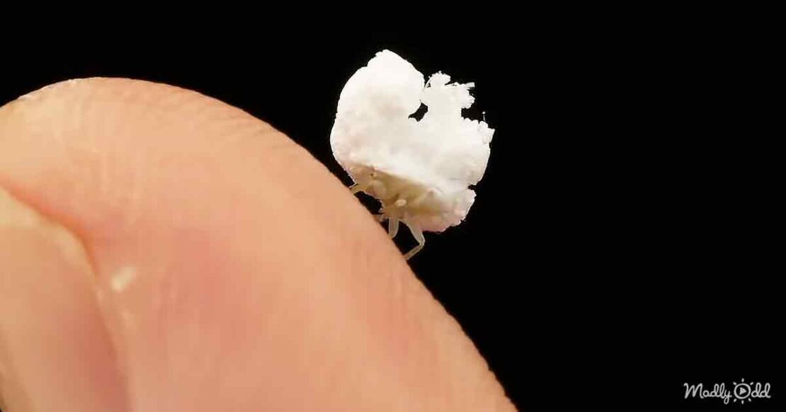 This adorable fluffy insect looks like a walking piece of popcorn ...