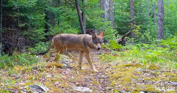 Trail camera captures an amazing parade of animals crossing a forest ...
