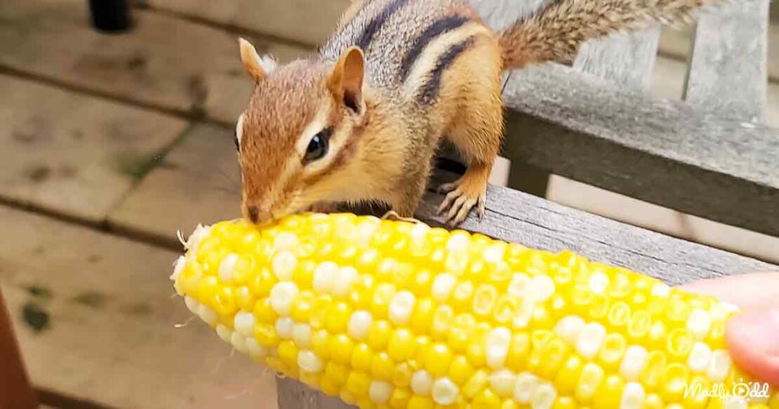 Wild chipmunks enjoy some corn on the cob – Madly Odd!