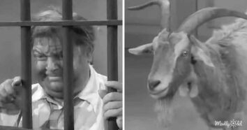 Hilarious ‘Goat Full of Dynamite’ Episode on ‘The Andy Griffith Show ...