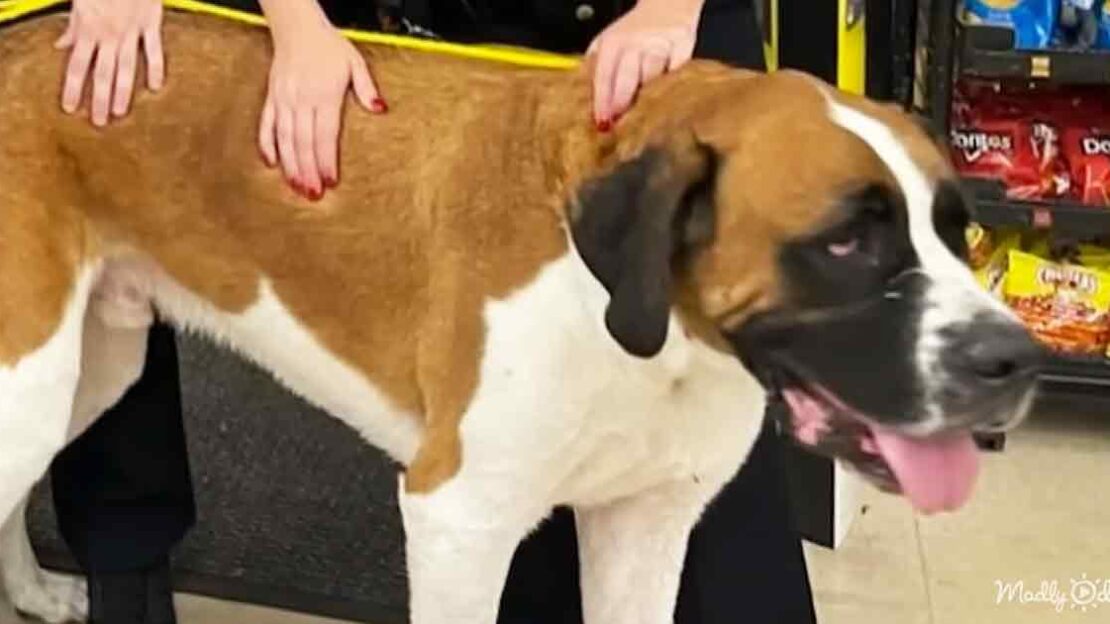 Native American brothers playing the most relaxing version of ...