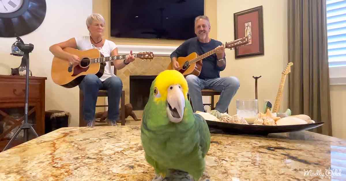 A talented parrot sings Bob Dylan’s “Knockin’ on Heaven’s Door” – Madly ...