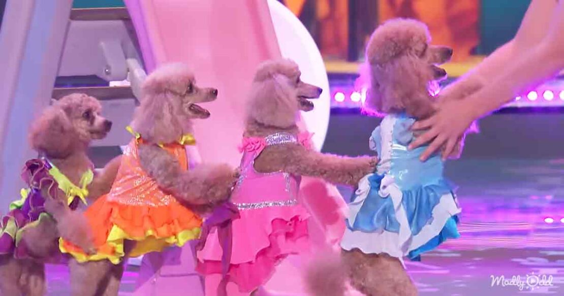 AGT girl’s incredible connection with her Poodles isn’t something you ...