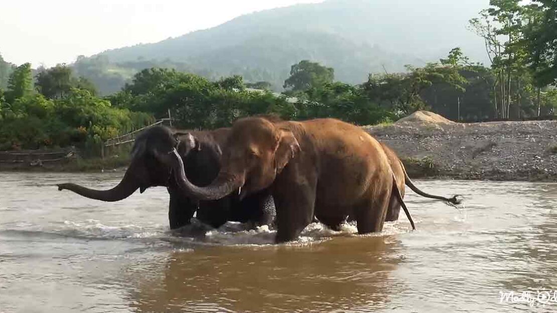 Pink baby elephant and her adoptive sister play in the sand