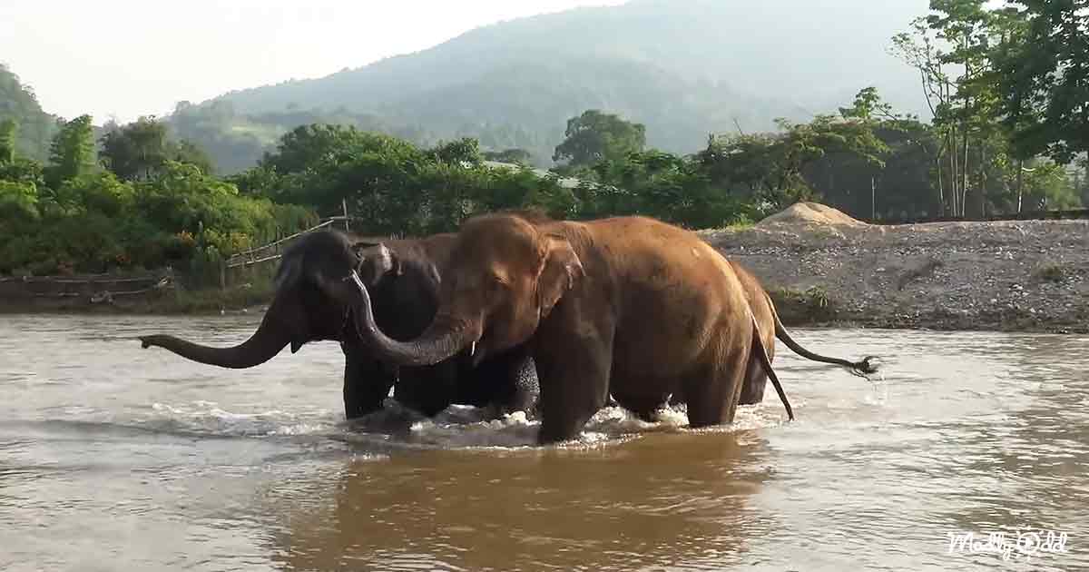 After years apart, elephant experiences joyful reunion with her half ...