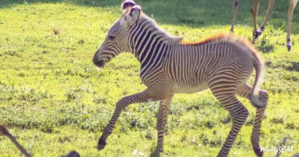 Baby zebra takes his first steps on the grassy plain – Madly Odd!