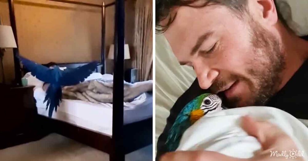 Beautiful Macaw cuddles with her injured dad in this heartwarming video ...