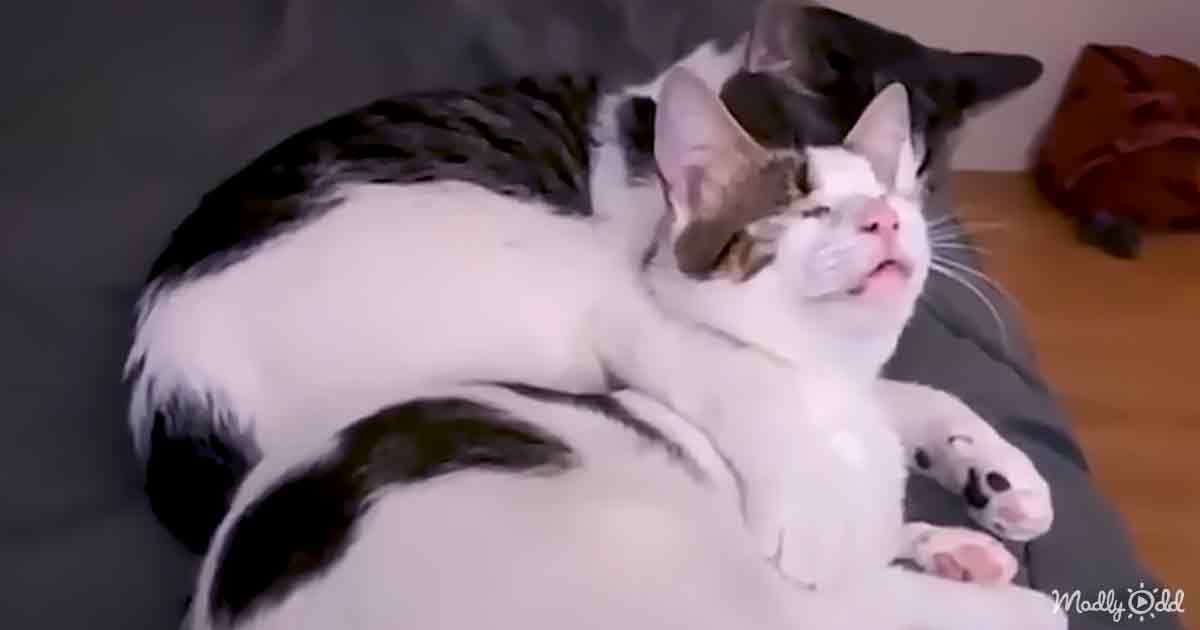 Blind kitty didn’t get along with sibling finally bonds together