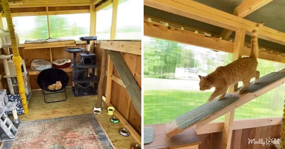 Couple builds luxury house for their ‘cat colony’ and we’re seriously ...