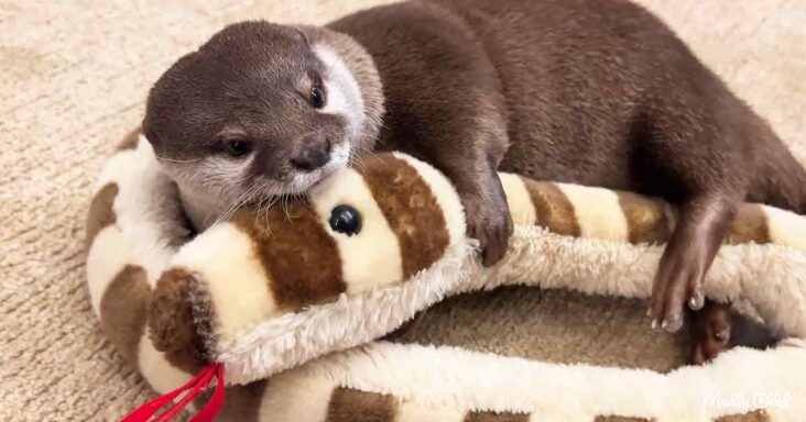 Cute otters can’t let go of their plush toy while sleeping – Madly Odd!