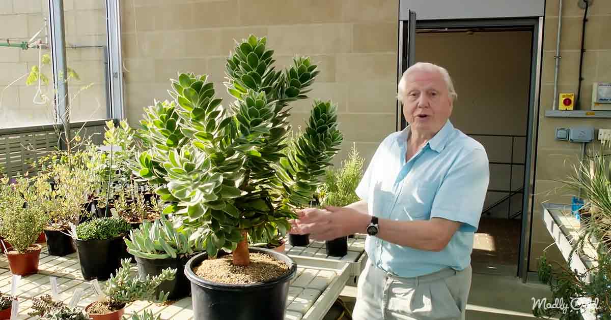 David Attenborough’s 200-year-old miracle plant – Madly Odd!