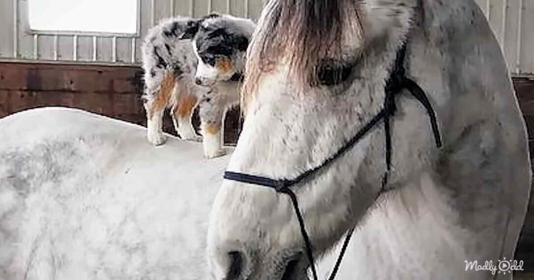 Fun-loving dog rides on his favorite horse buddy every day – Madly Odd!
