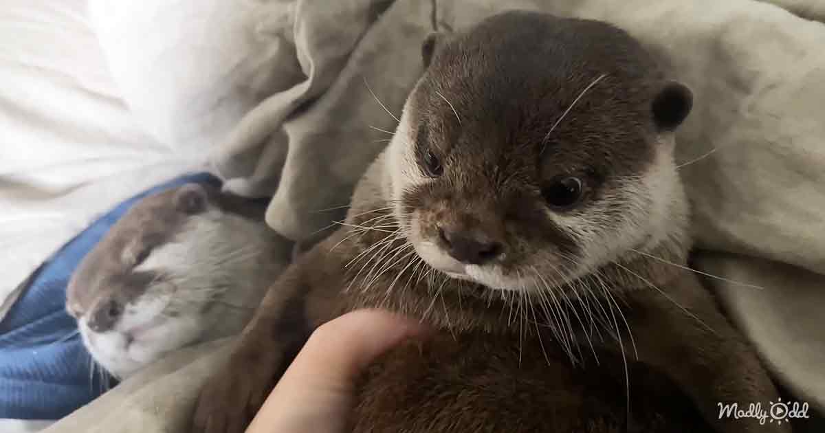 Little otter builds a priceless nest for his caring family – Madly Odd!