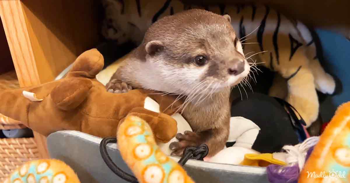 Little otter sulks in the toy box without her daddy – Madly Odd!